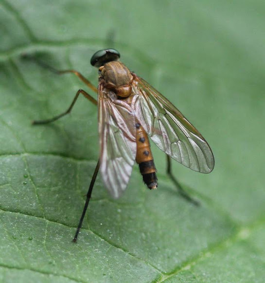 Marsh Snipe Fly | Project Noah