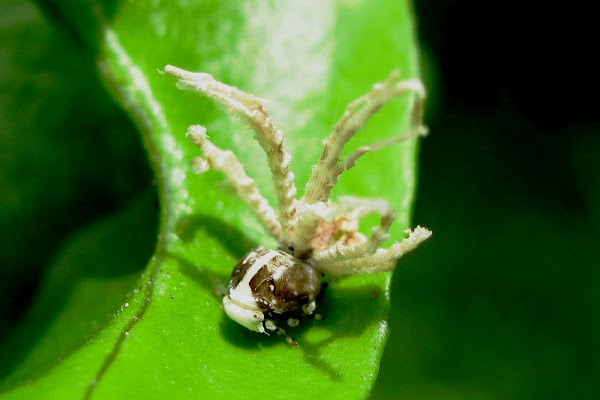Ricaniid Planthopper (nymph) | Project Noah