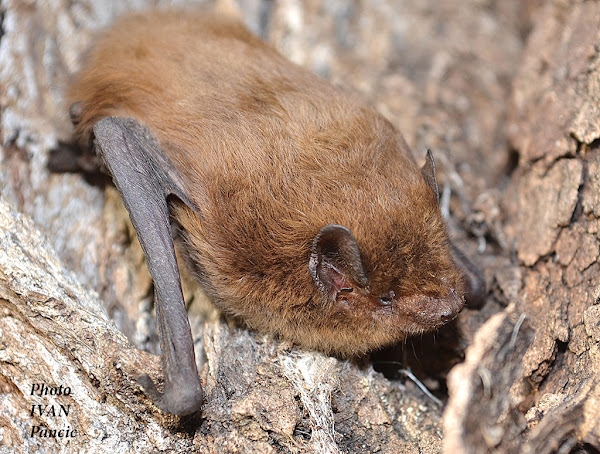 Lesser noctule | Project Noah