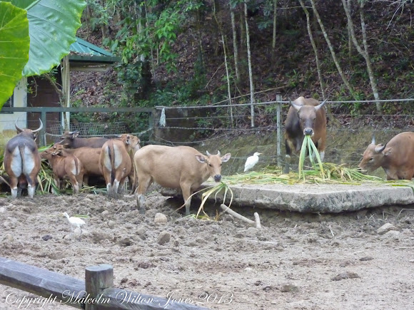 Banteng or Tembadau | Project Noah