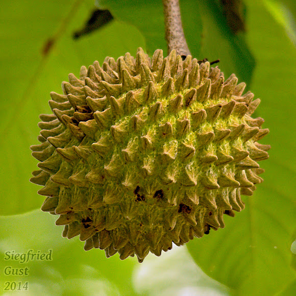 Soncoya | Project Noah