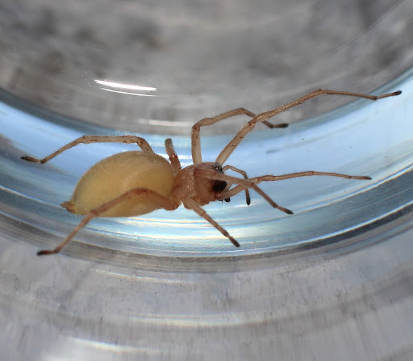 Long-legged Sac Spider | Project Noah