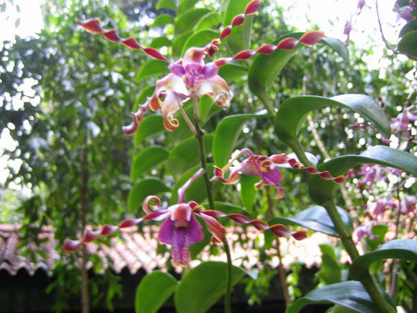 Dendrobium Milo | Project Noah