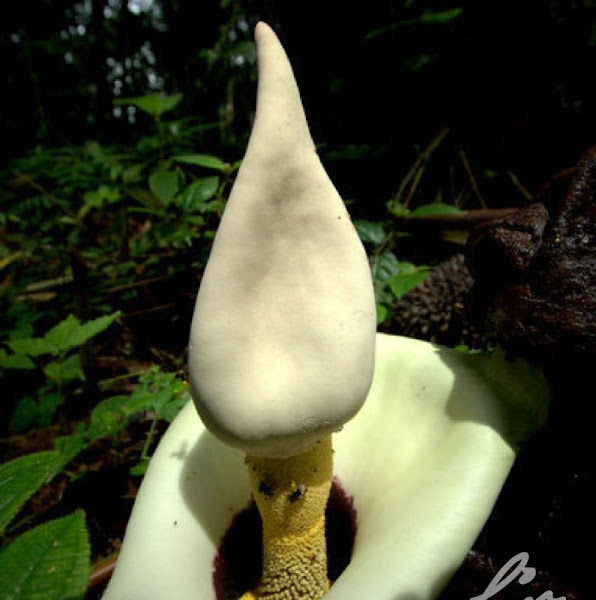 Bunga Surau | Project Noah