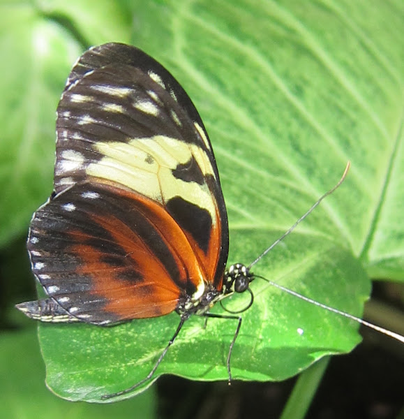 Tiger Longwing Butterfly | Project Noah