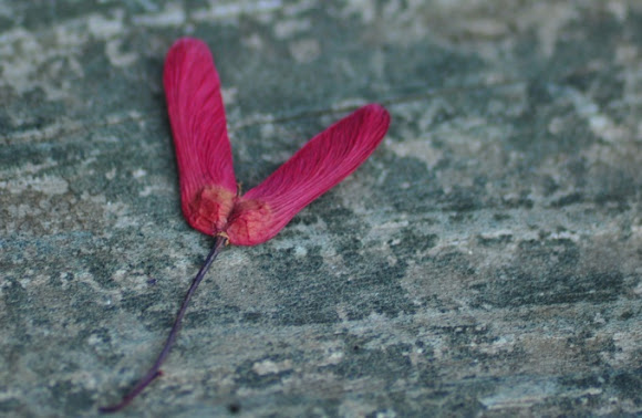 maple seed pods | Project Noah