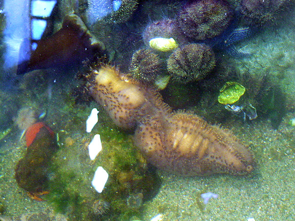 Sea cucumber | Project Noah