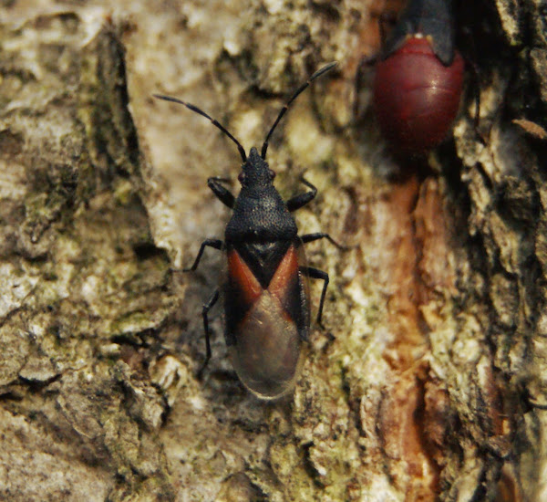 Ground Bug | Project Noah