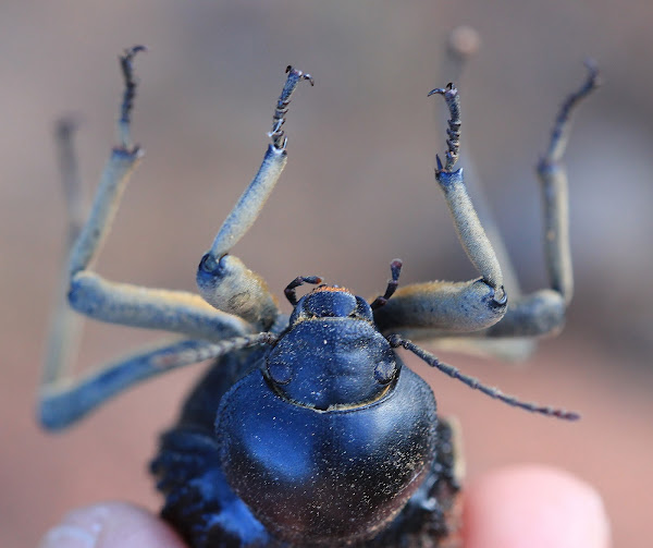 Toktokkie | Project Noah