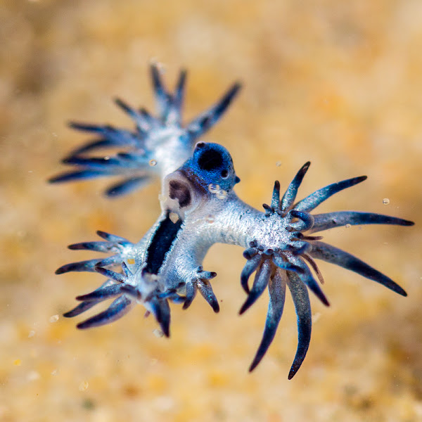 Blue Nudibranch | Project Noah