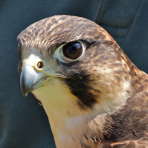 Falcon (hybrid) | Project Noah