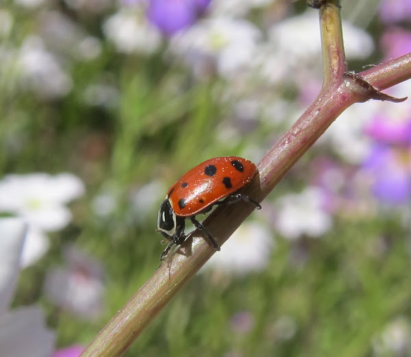 Convergent Ladybug | Project Noah