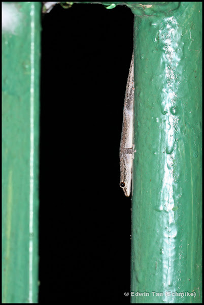 Spiny-tailed House Gecko | Project Noah