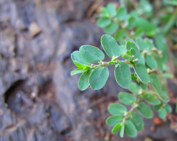 Prostrate sandmat | Project Noah
