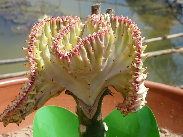 Candelabra Plant, Elkhorn | Project Noah