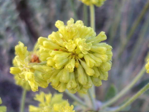 Sulphur Flower | Project Noah