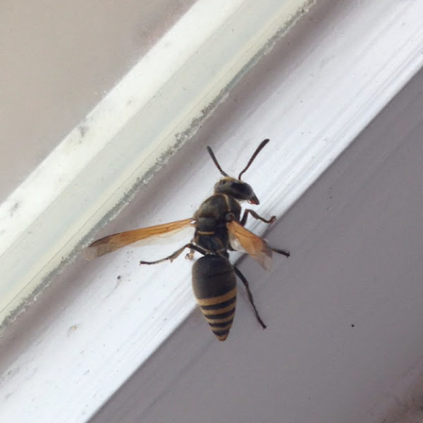 Keyhole Wasp | Project Noah