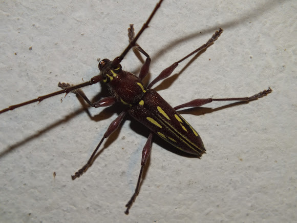 Long-horned Wood Boring Beetle | Project Noah