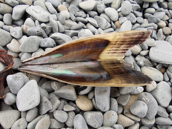 NZ horse mussel | Project Noah