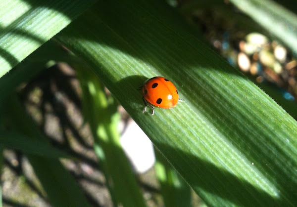 Seven-Spotted Ladybug | Project Noah