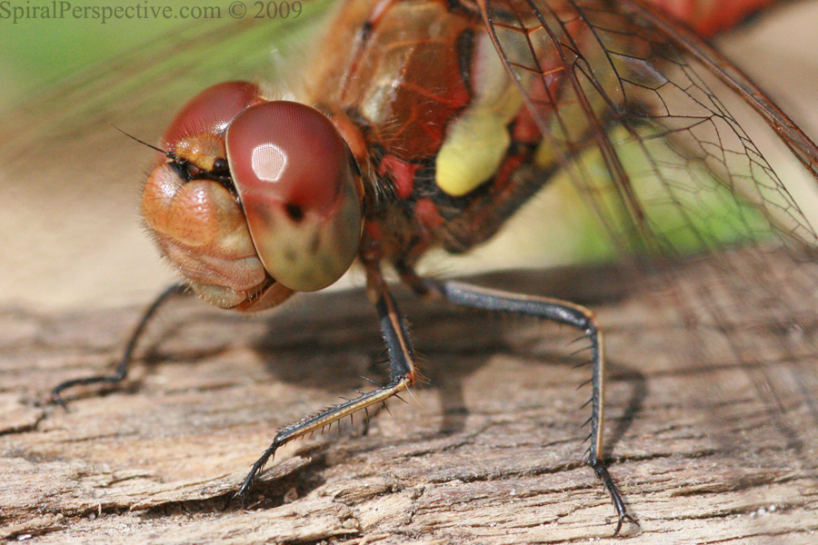 Common Darter | Project Noah