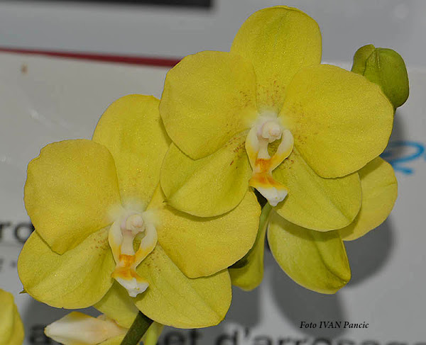 Orchid | Project Noah