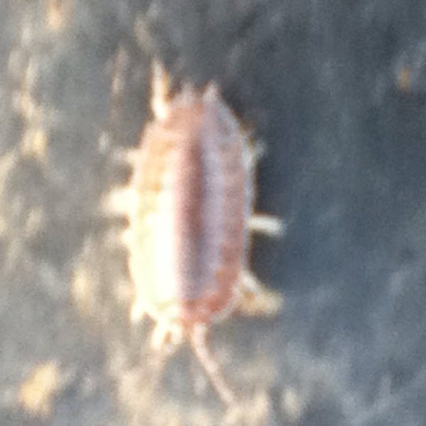 Wood lice | Project Noah