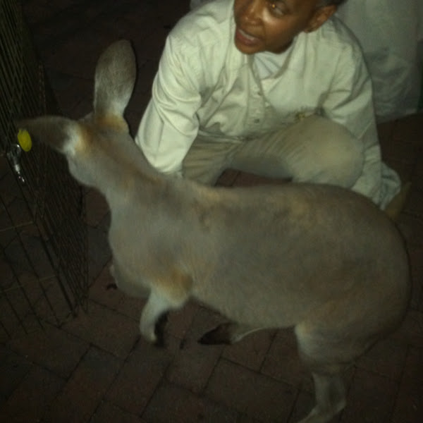 Red Kangaroo | Project Noah