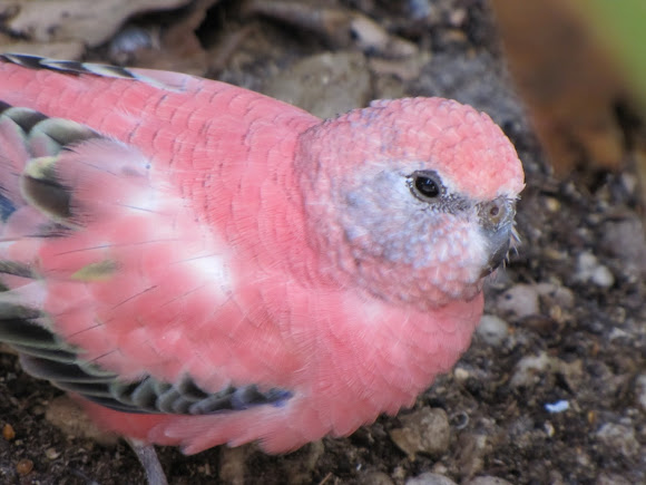Bourke's Parakeet | Project Noah