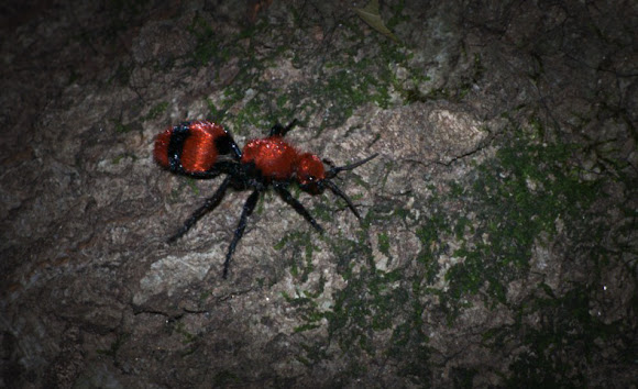 Red Velvet Ant (Cow Killer) | Project Noah