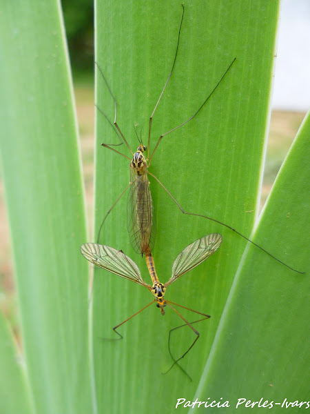 Spotted crane fly | Project Noah