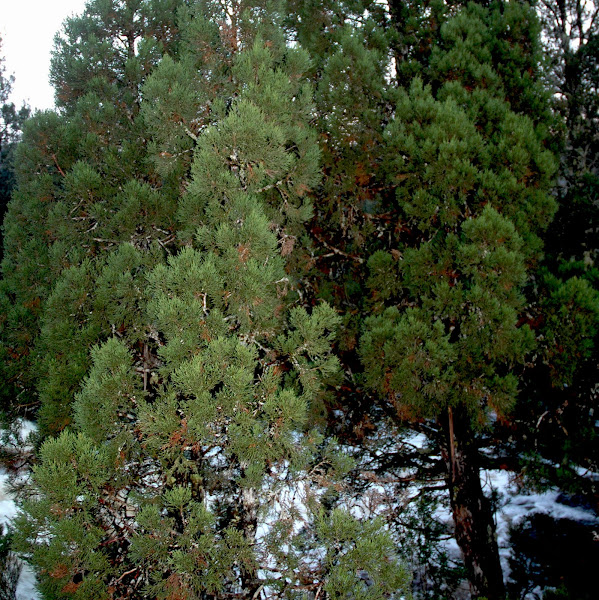 Pencil pine | Project Noah