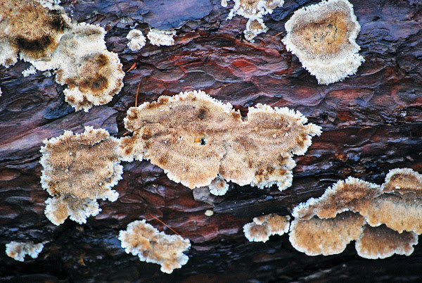 Bracket Mushroom | Project Noah