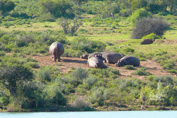 Hippo | Project Noah