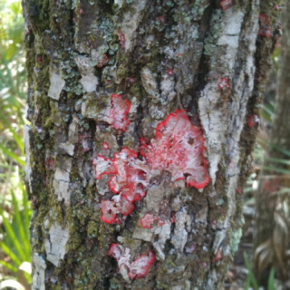 Christmas Lichen | Project Noah