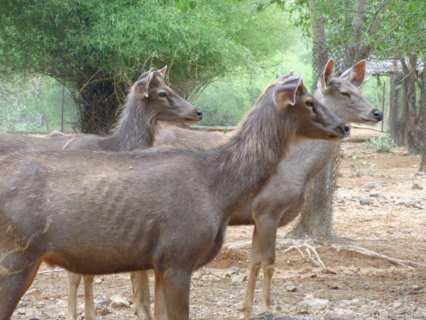 Sambar Deer | Project Noah