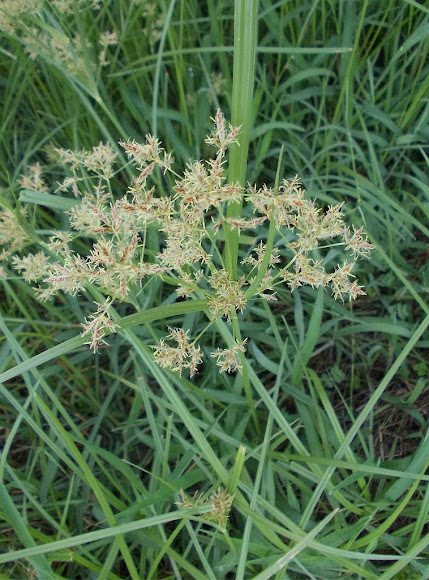 Nut grass (Κύπειρος) | Project Noah