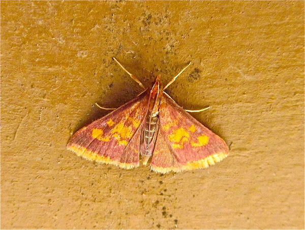 Mint-Loving Pyrausta | Project Noah