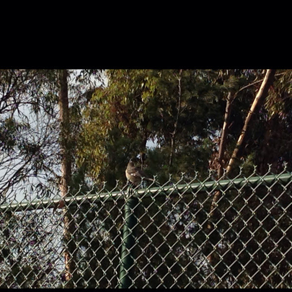 Mockingbird | Project Noah