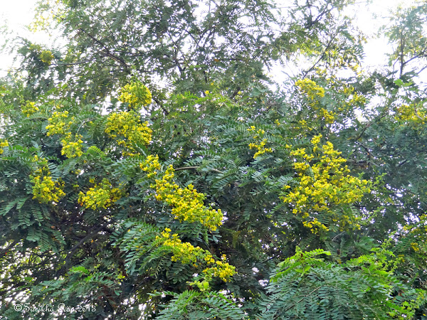 Siamese Cassia or Kassod Tree | Project Noah