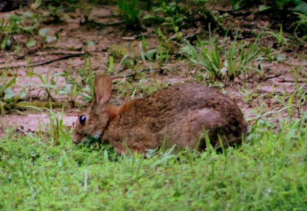 Eastern or New England Cottontail Rabbit | Project Noah