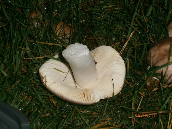 Russula sp. | Project Noah