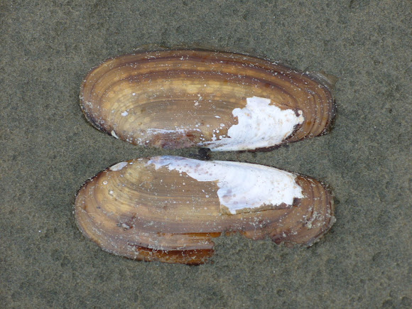 Pacific Razor Clam | Project Noah