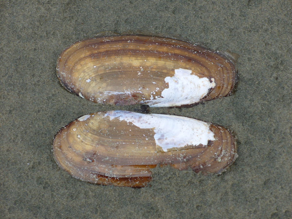 Pacific Razor Clam | Project Noah