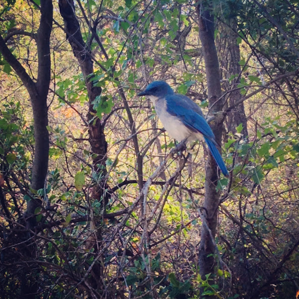 Mexican Jay | Project Noah