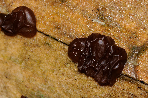 exidia saccharina | Project Noah