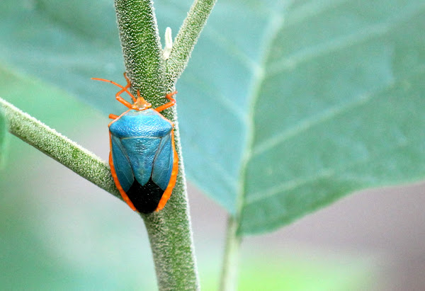 Turquoise Shield Bug | Project Noah