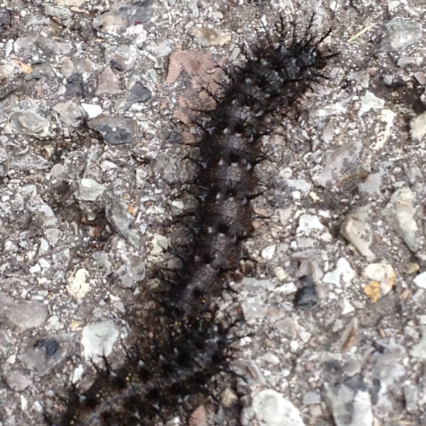 Silvery Checkerspot Caterpillars | Project Noah