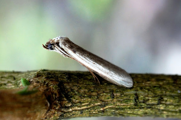Prominent Moth | Project Noah