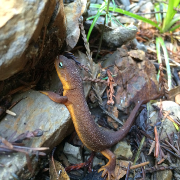 California Newt | Project Noah